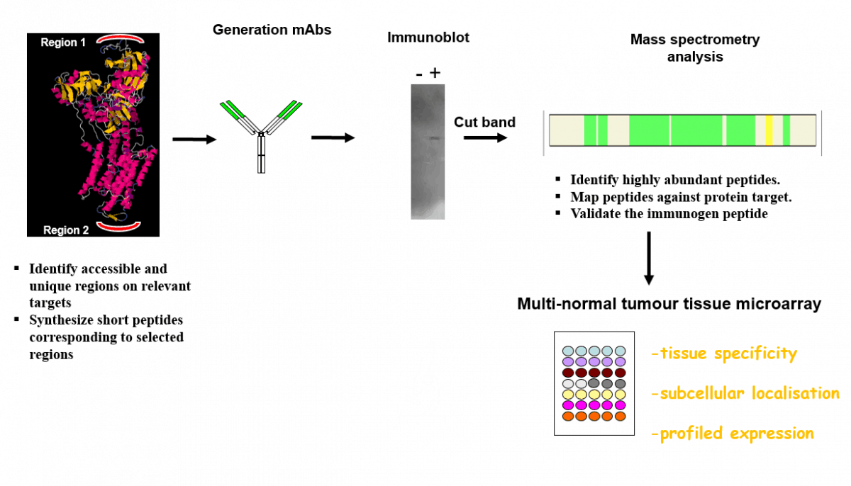 Custom Antibody Production - Vertebrate Antibodies Limited